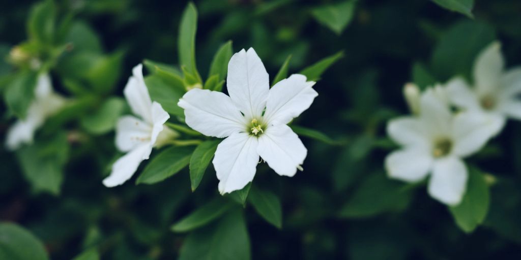 Hagtorn (Crataegus monogyna / Crataegus laevigata) – Shila