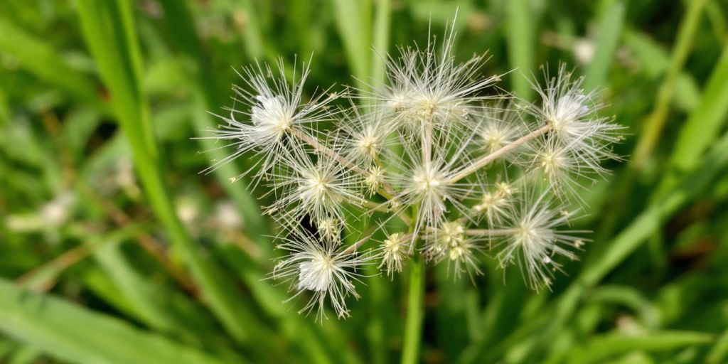 Lyssiv (Juncus effusus) – Shila