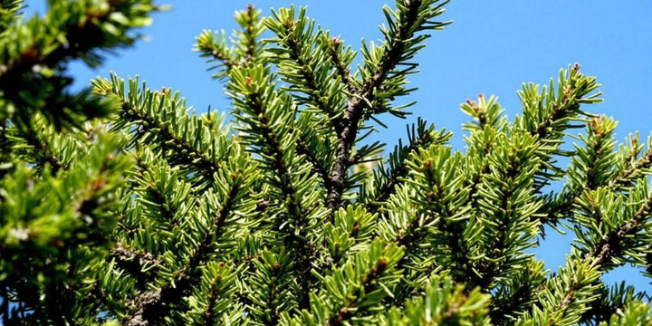 Furu (Pinus sylvestris) – Shila